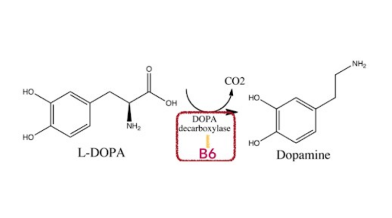 Levodopa & Carbidopa for Parkinson’s: The Good, the Bad, the Truth ...